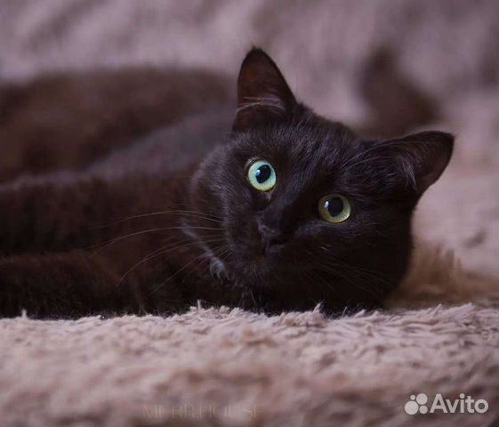 Черная кошка в добрые руки