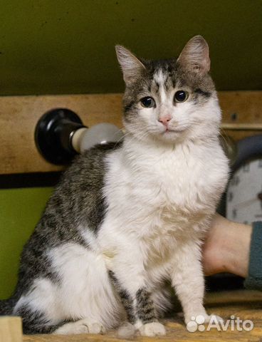 Эмик - озорной мальчишка