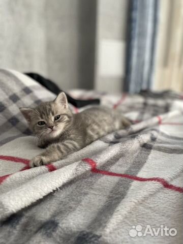 Котенок девочка британка