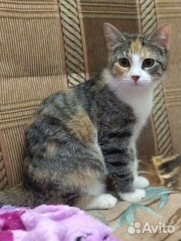 Шикарная девочка нуждается в доме