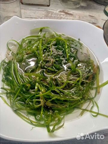 Аквариумные растения