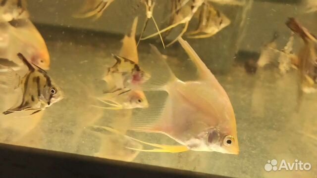 Рыбки скалярии