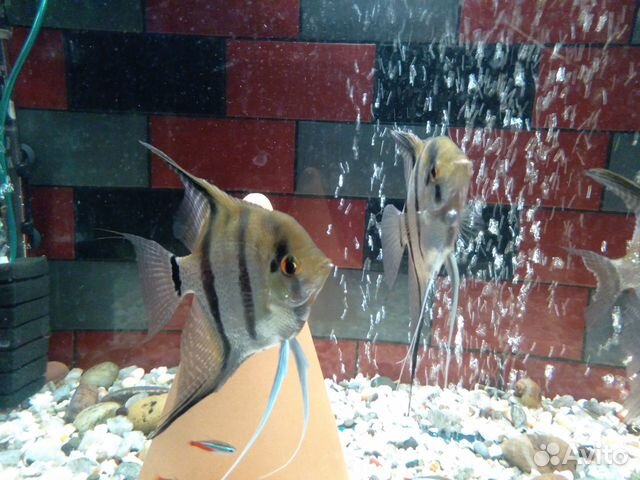 Две сформированные пары скалярий