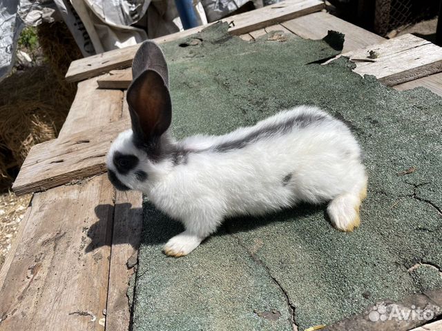 Кролики строкач(нвп), Французский баран