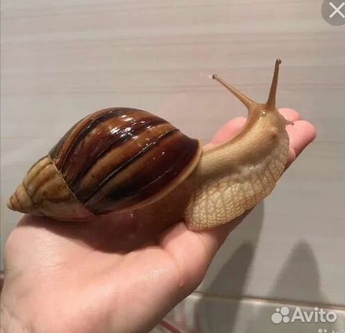 Улитята подростки