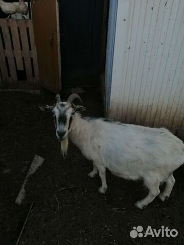 Альпийские козы