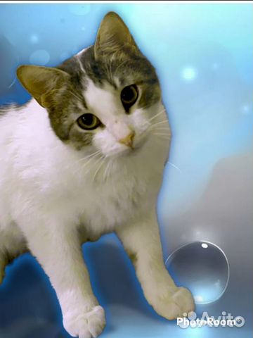 Котик 10-12 месяцев