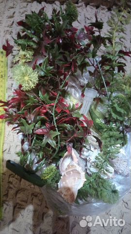 Аквариумные растения