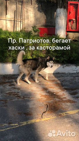 Бегает кобель хаски потеряшка