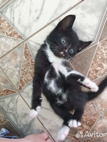 Необыкновенно ласковый котик