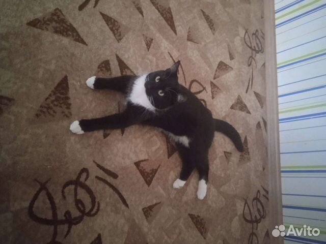 Кошки