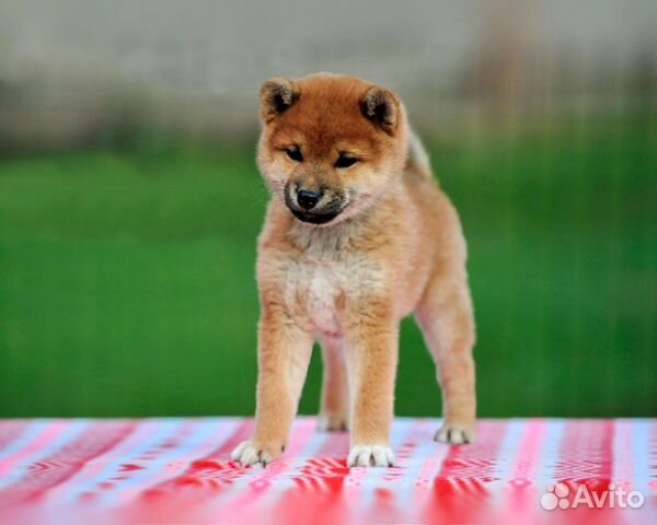 Девочка сиба для шоу и души