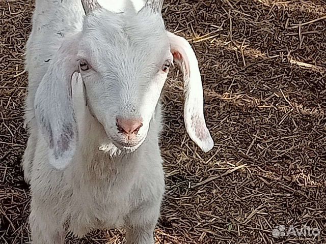 Козлик козел