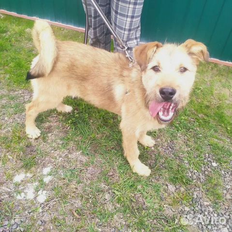 Собака в добрые руки щенок Лада