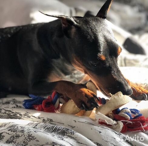 Вязка девочка цвергпинчер