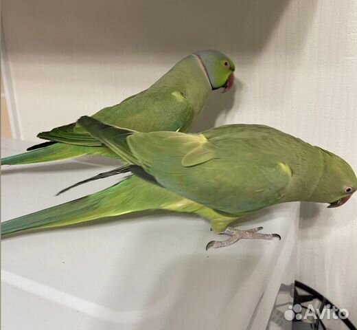 Ожереловые попугаи