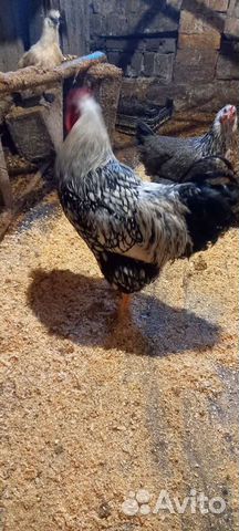 Куры петухи