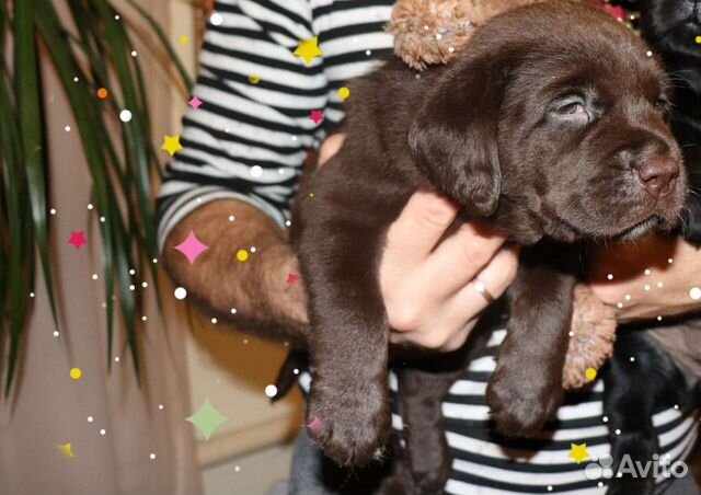 Щенки лабрадора шоколадки сладкие