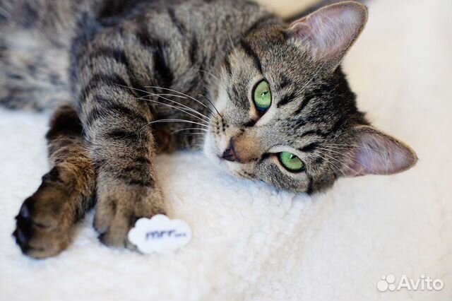 Котёнок-шпротик в добрые руки