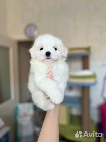 Мальчик Умка