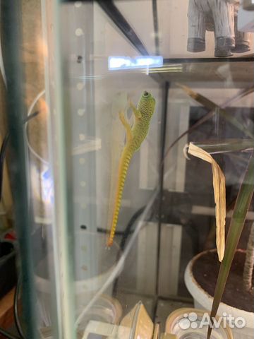 Геккон домашний зеленый