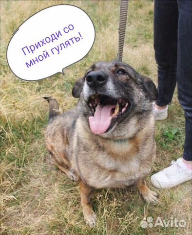 Собачка Дуня ищет дом, собака в добрые руки