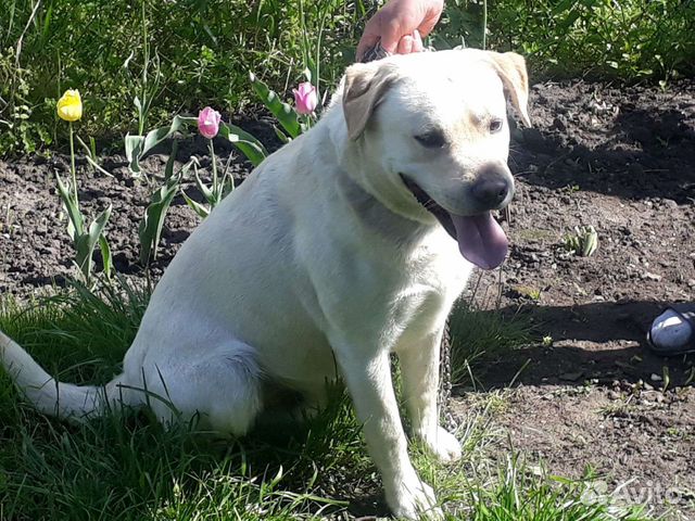Кобель лабрадора вязка