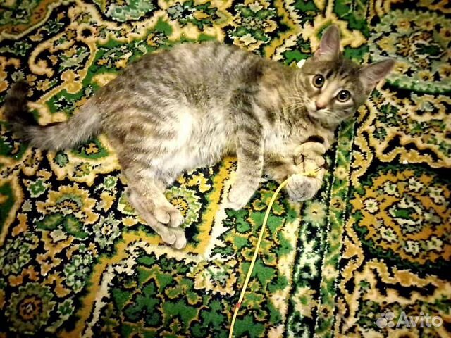 Котенок Бонечка, спасеныш дачник