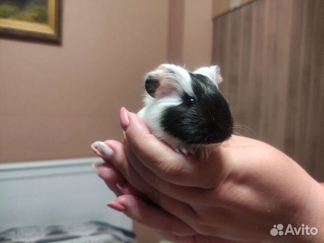 Морские свинки малыши Шелти длинношерстные