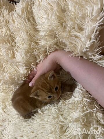 Отдам котенка в добрые руки, подобрали с улицы