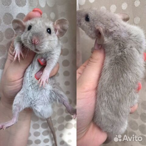 Крысенок дамбо бежево- голубой вельветин