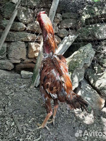 Бойцовые петухи