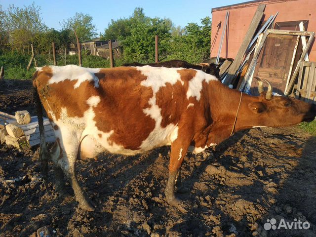 Животные крс