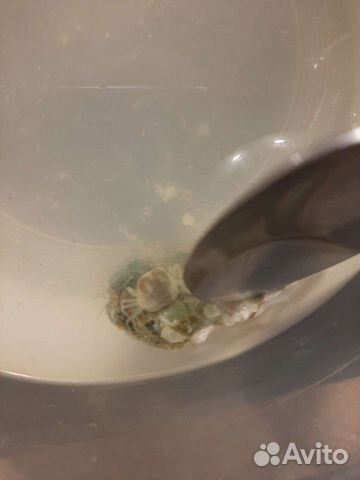 Краб бесплатно