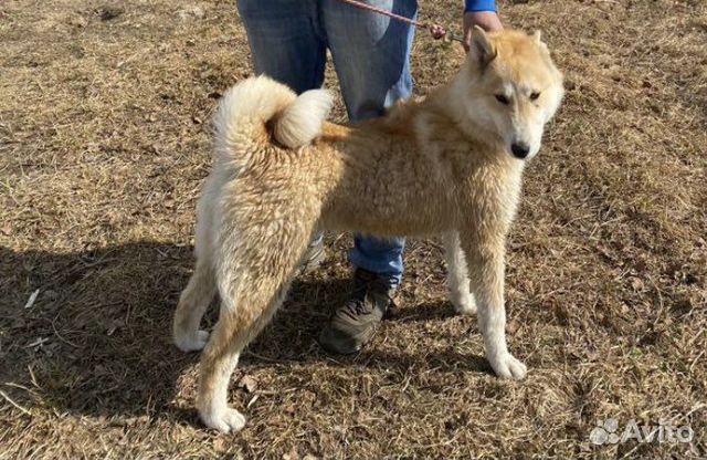 Собака для охоты