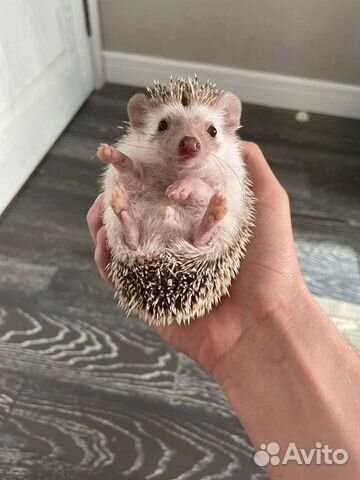 Африканский ежик