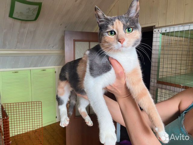 Красавица трехцветка кошка 8 мес