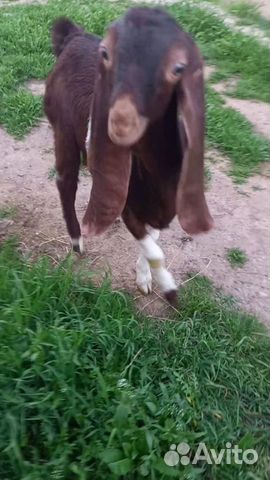 Козлята камори