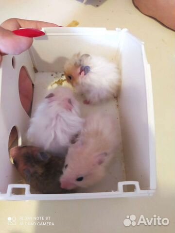 Сирийский хомяк