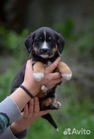 Щенок от мелкой собачки