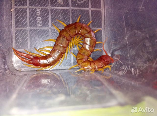 Сколопендра морфы amber body