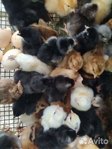 Цыплята суточные домашние