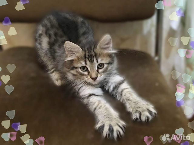 Пушистый Сибирский котенок в дар