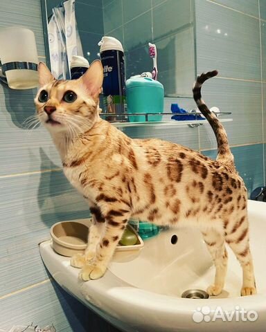 Бенгальская кошка