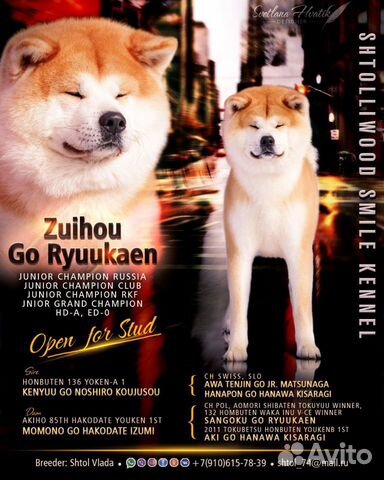 Чистокровный Японец для вязок