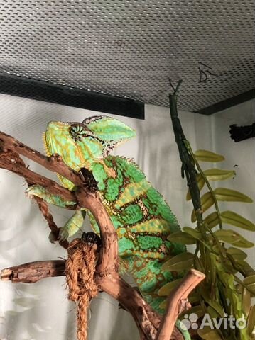 Хамелеон с приданым