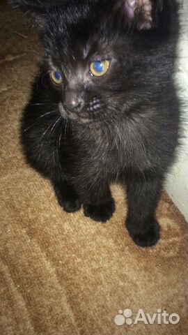 Кошка в дар бесплатно 2мес