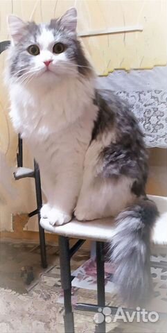 Кот смесь сибирской и вислоухой