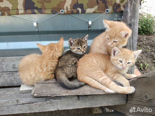 Три кота и одна кошечка ждут своих хозяев