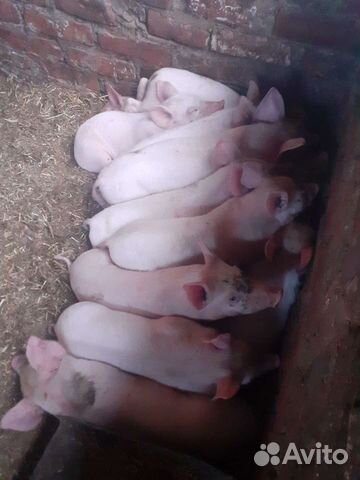 Поросенок ландрас